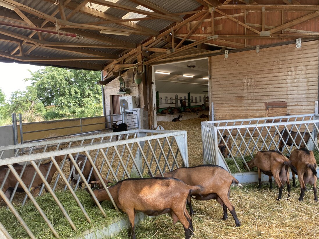 Better light for people and animals | LEDVANCE